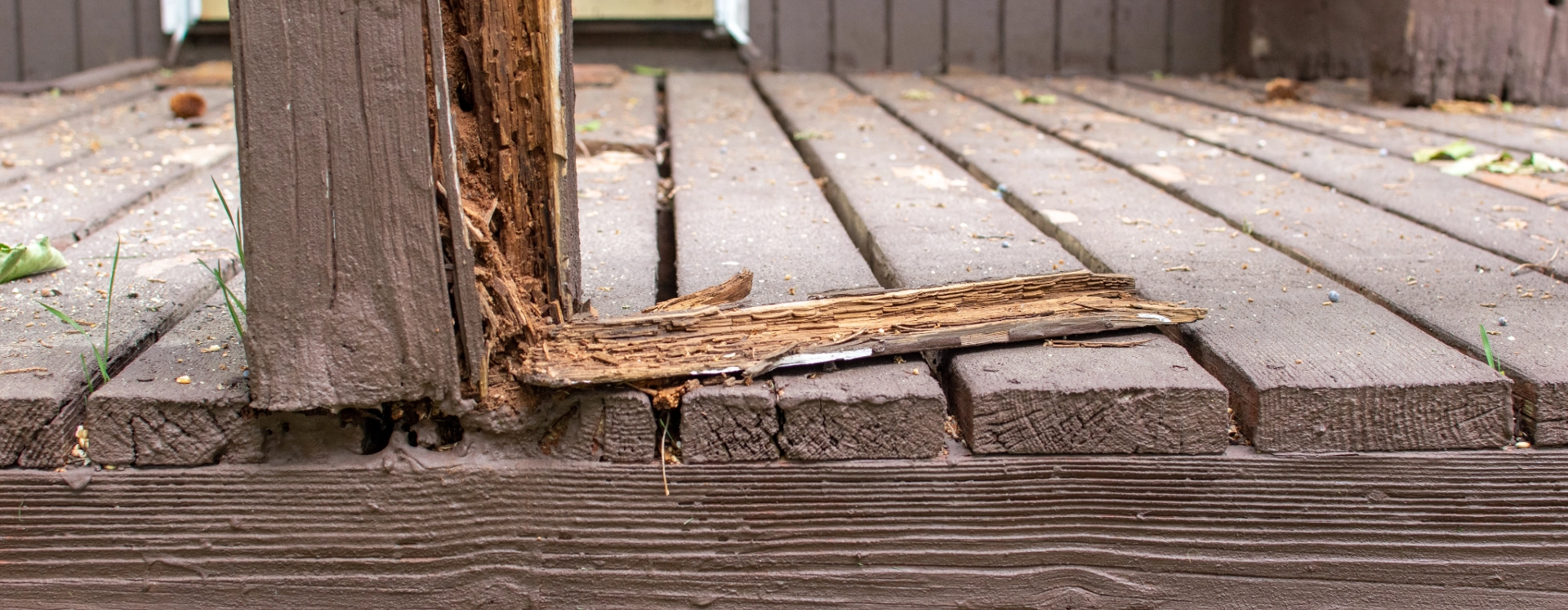 3 Types of Termites Commonly Found in Sacramento